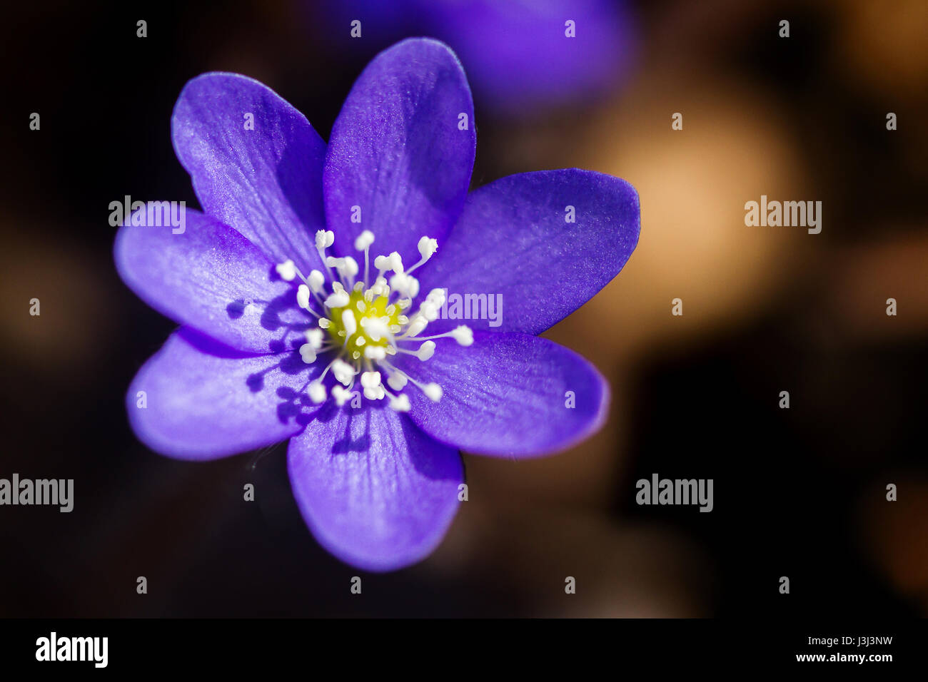 First fresh blue violet in the forest. Blue spring wildflower liverwort ...