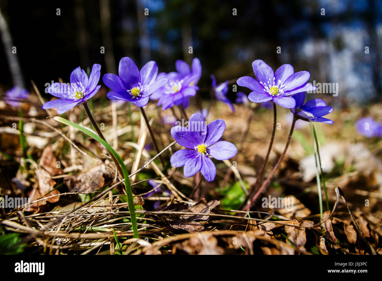 First fresh blue violets in the forest. Blue spring wildflowers ...