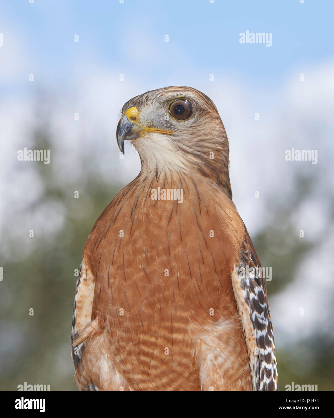 Red-shouldered Hawk on display at Burrowing Owl Festival at Cape Coral ...
