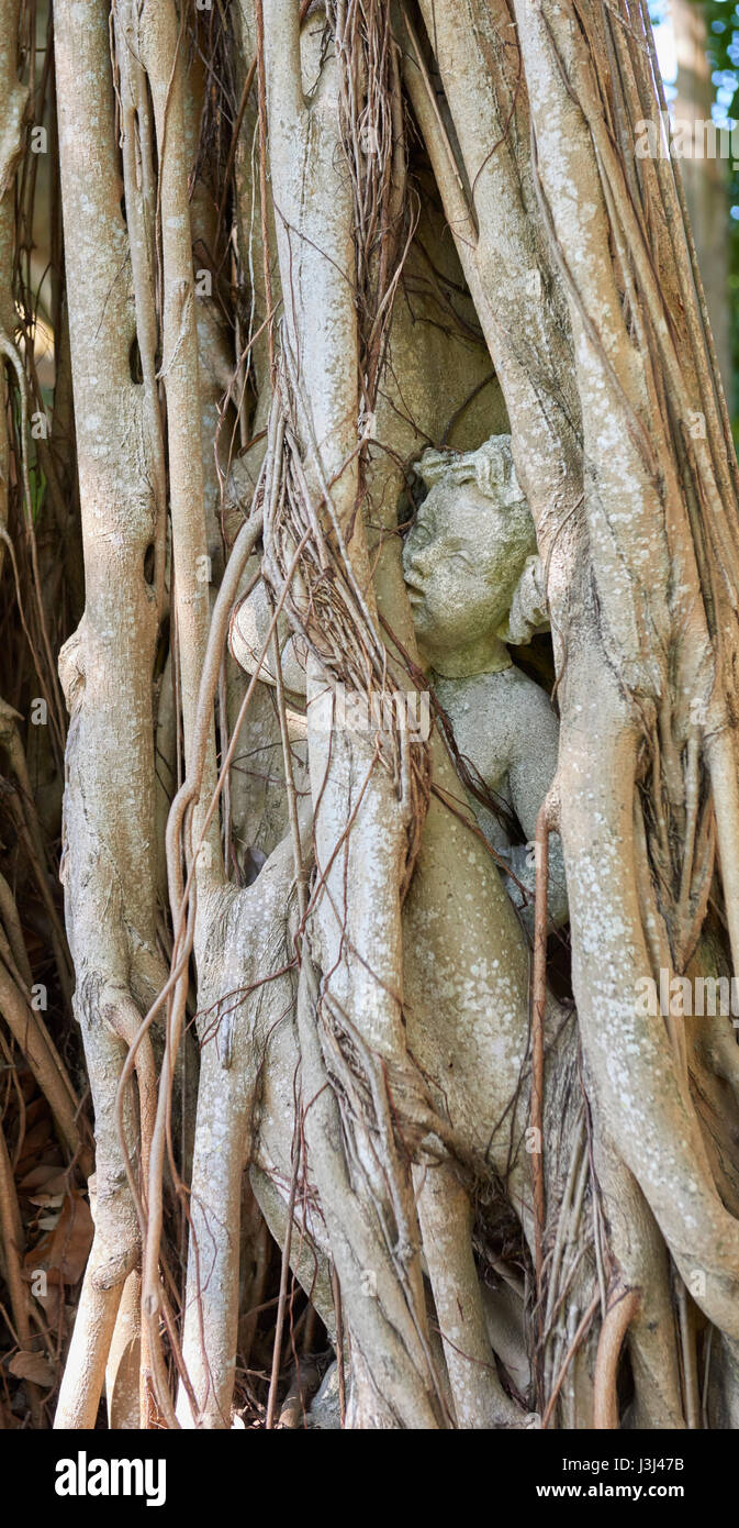 statue encased in banyon tree at Ringling Brother's Circus Museum Stock ...