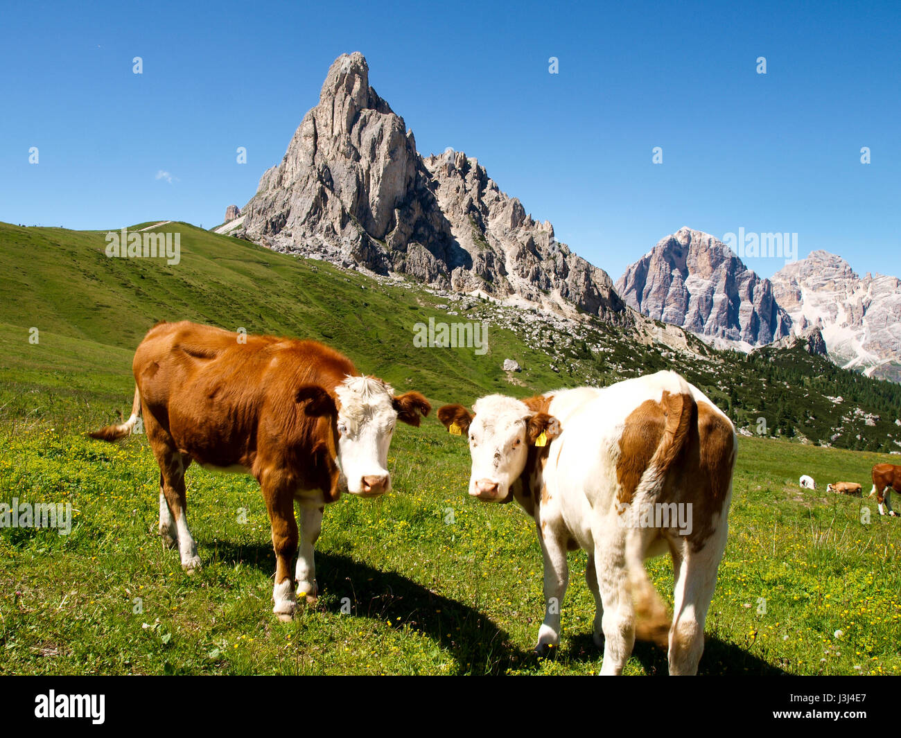 Dolomites, Italy: cows grazing on the meadows of the mountain landscape ...