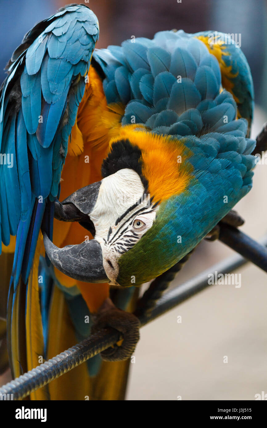 Blue-yellow parrot in zoo is cleaning its wing Stock Photo - Alamy