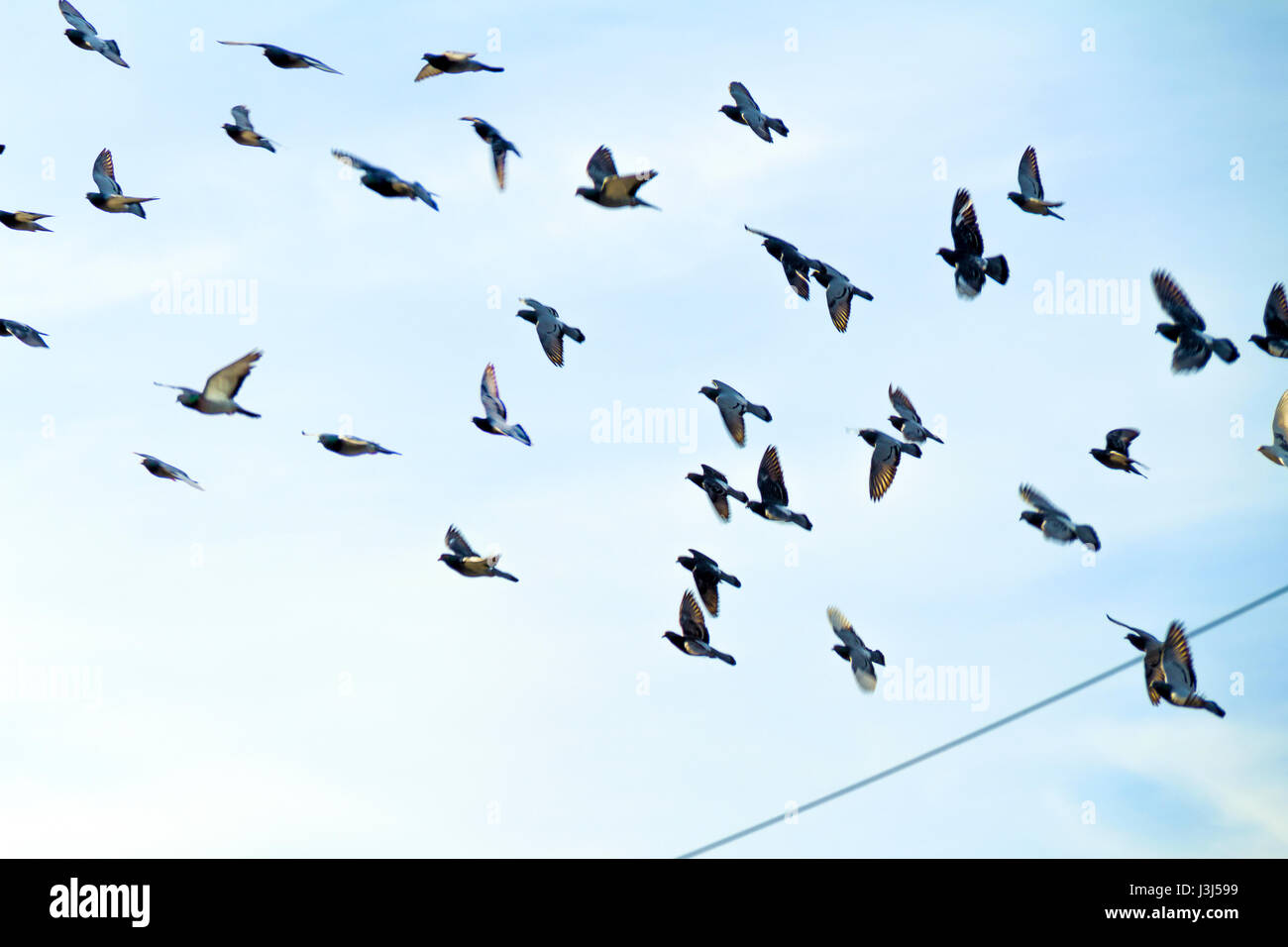 Flock of birds flying Stock Photo - Alamy