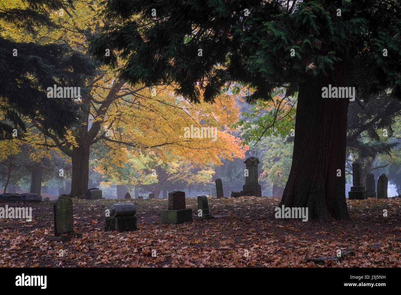 Bright yellow tree with fall colors in a foggy graveyard Stock Photo ...