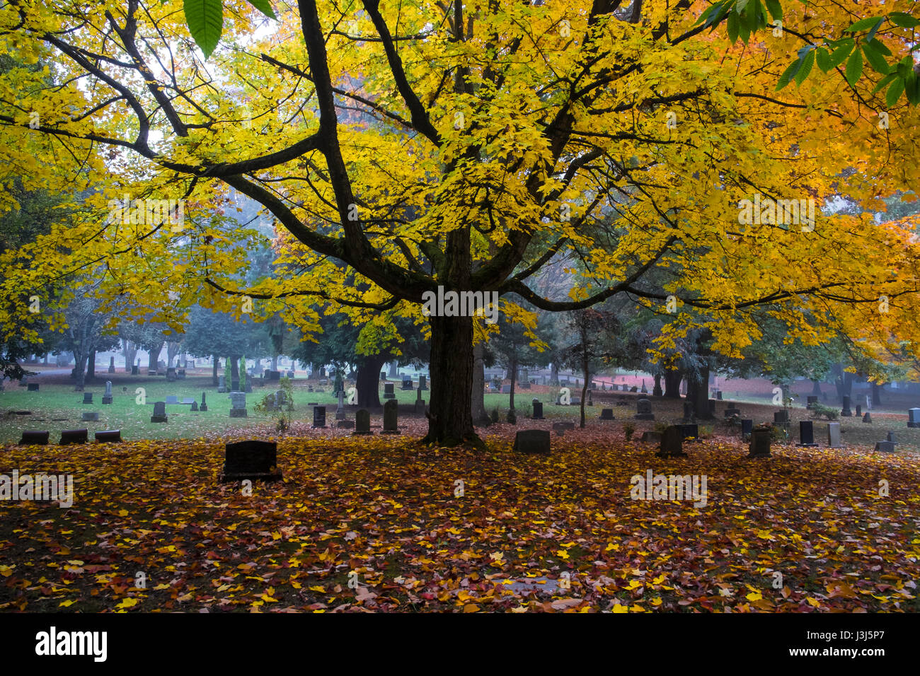 Bright yellow tree with fall colors in a foggy graveyard Stock Photo ...