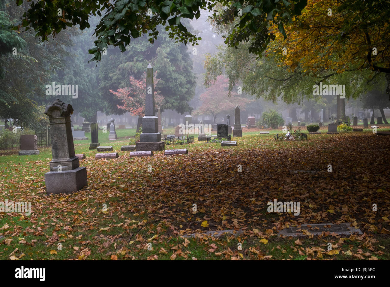 Bright yellow tree with fall colors in a foggy graveyard Stock Photo ...