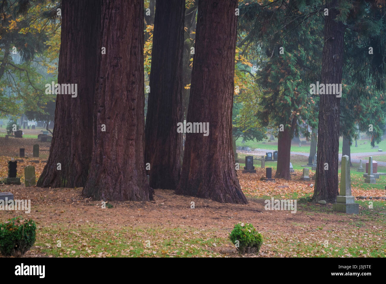 Large tree trunks in an old Pioneer Cemetery and headstones in fog ...