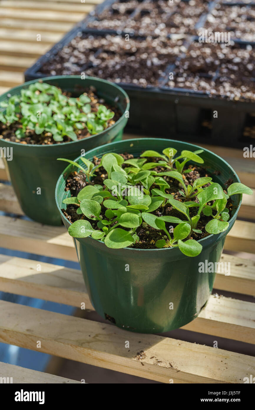 Petunia seedlings hi-res stock photography and images - Alamy