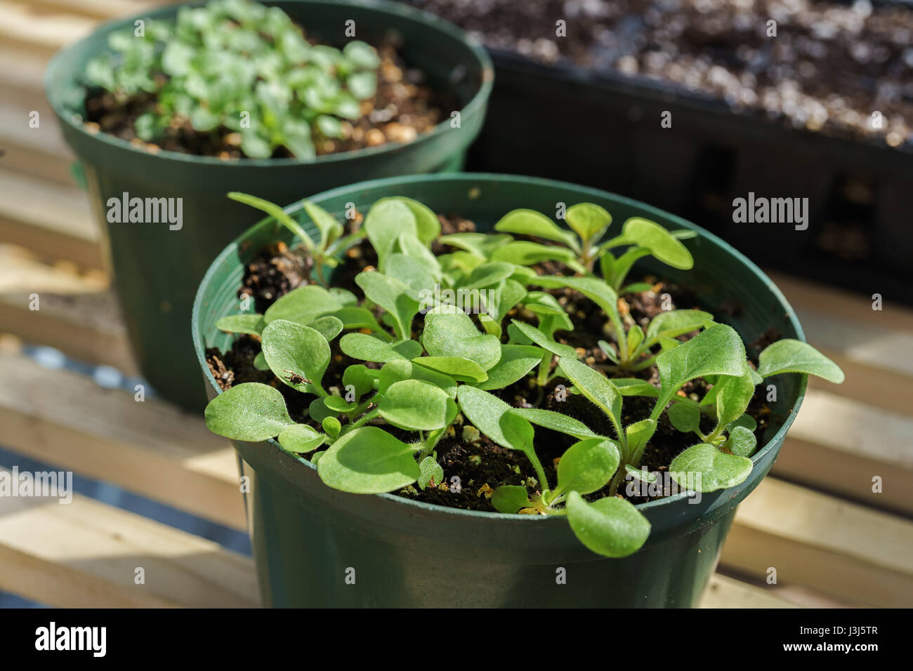 Petunia seedlings hi-res stock photography and images - Alamy