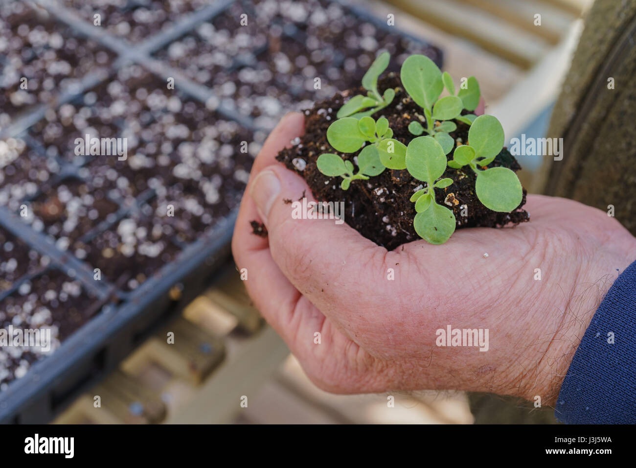 Young petunia seedlings growing in the home greenhouse Stock Photo - Alamy