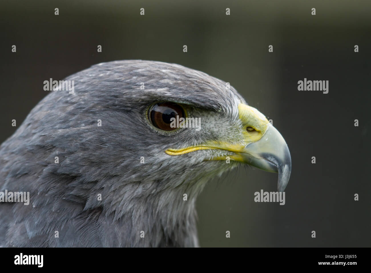 Grey falcon hi-res stock photography and images - Alamy