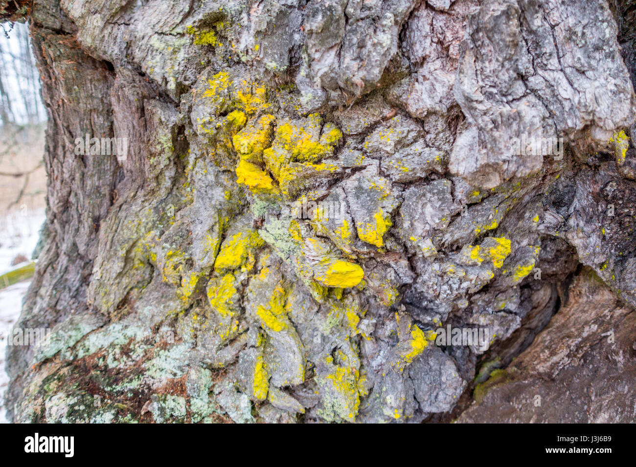 Common orange lichen on the bark of an oak tree Stock Photo - Alamy