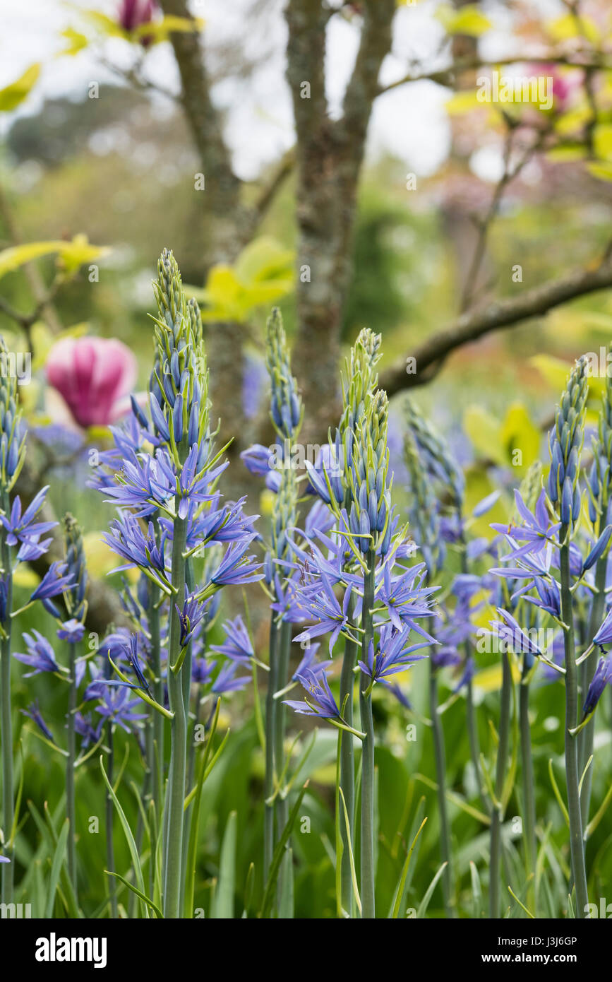 Camassia leichtlinii. Camas Quamash, Wild hyacinth flowers flowering ...