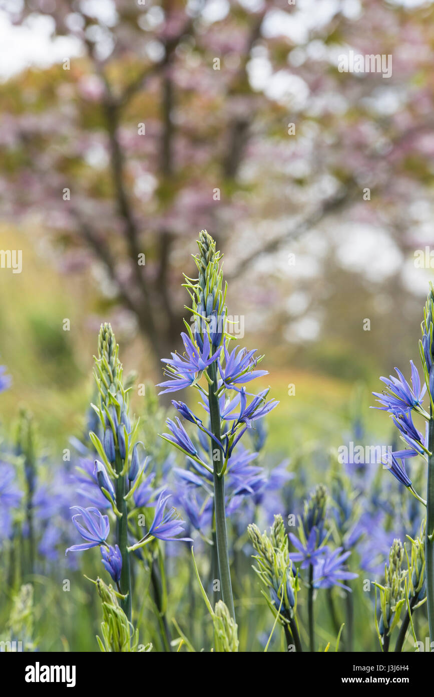 Camassia leichtlinii. Camas Quamash, Wild hyacinth flowers Stock Photo ...