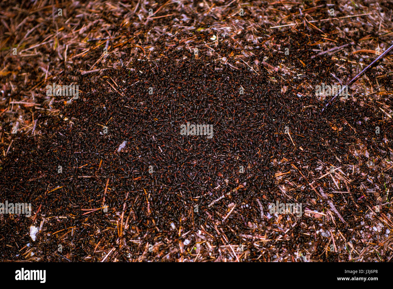 Wood ant in spring Stock Photo - Alamy