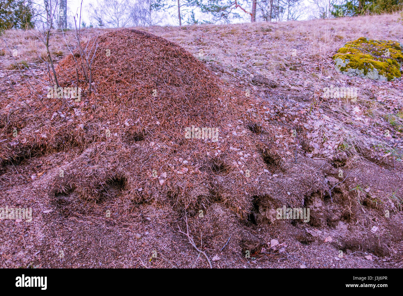 Wood ant in spring Stock Photo - Alamy