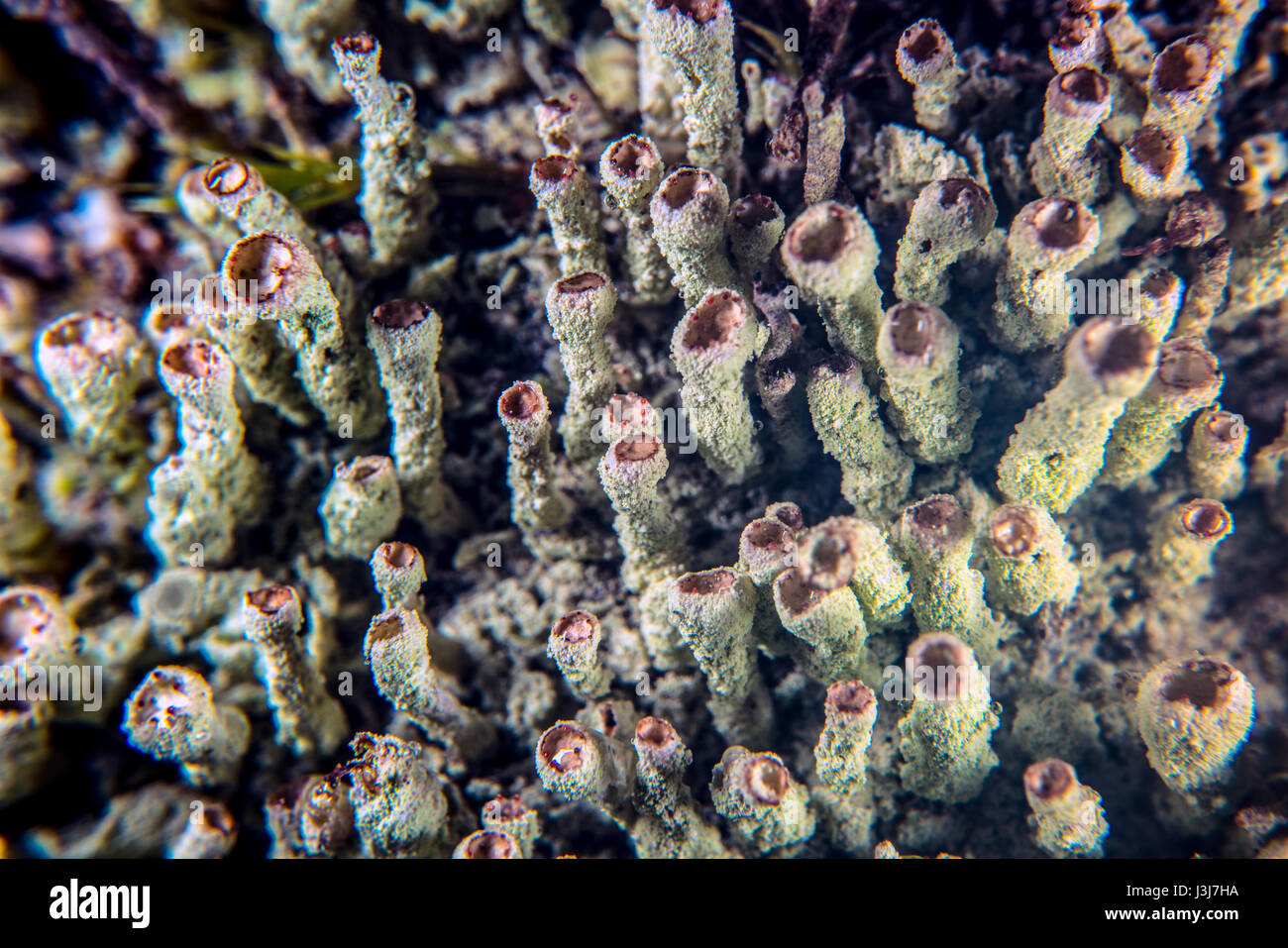 Close-up of Lichen Stock Photo - Alamy