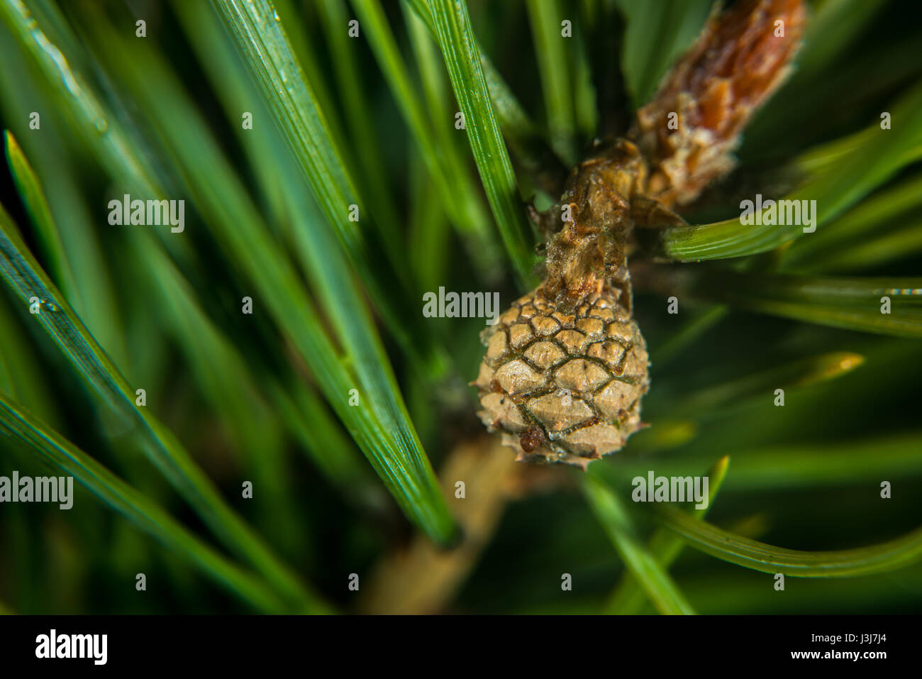 Small pine cone Stock Photo - Alamy