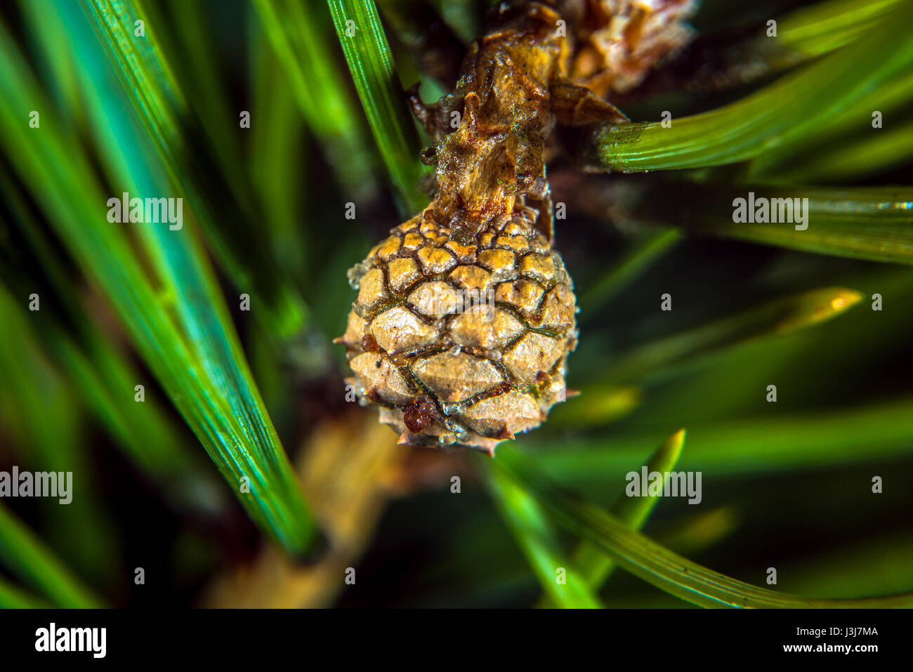 Small pine cone Stock Photo - Alamy