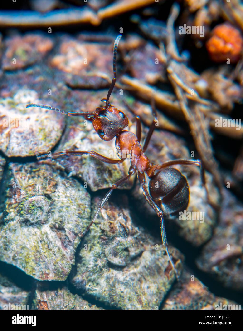Polymorphic ants hi-res stock photography and images - Alamy