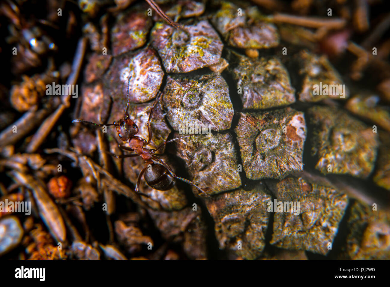 Ant foraging algorithm hi-res stock photography and images - Alamy