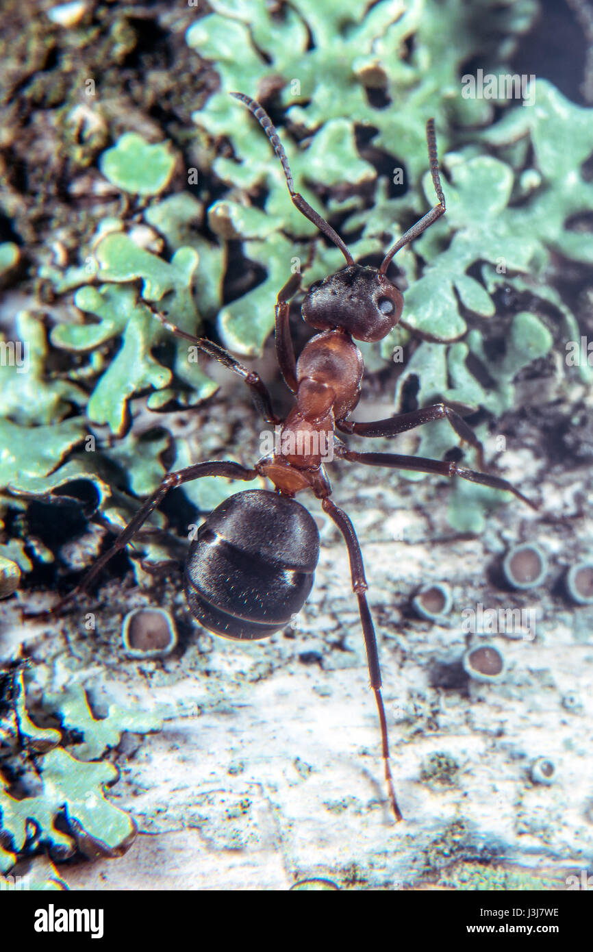 Polymorphic ants hi-res stock photography and images - Alamy