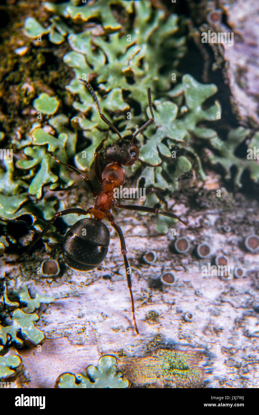 Ant foraging algorithm hi-res stock photography and images - Alamy