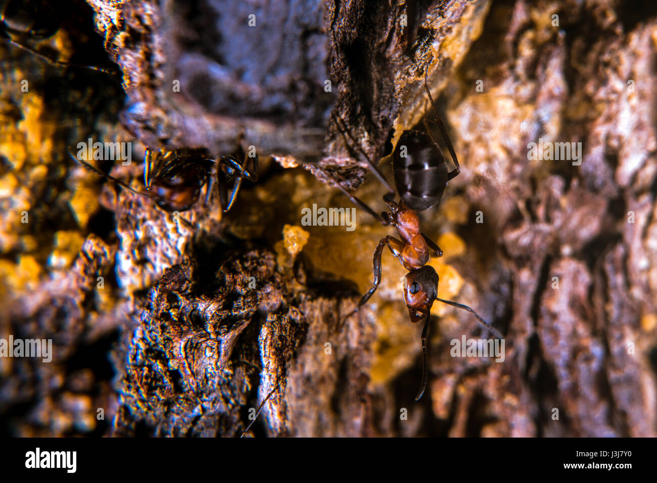 Red Wood Ant on a pine tree Stock Photo - Alamy