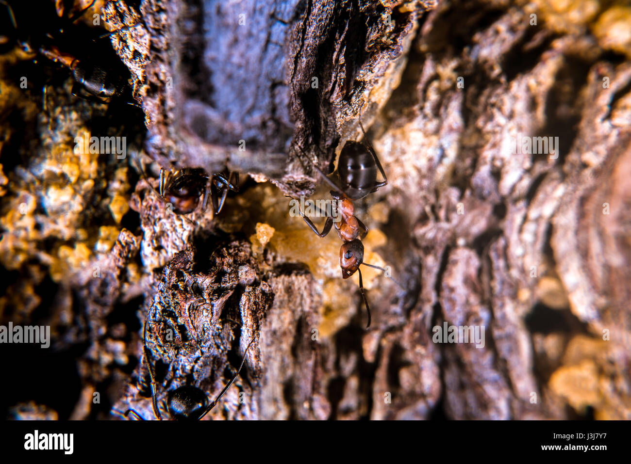 Red Wood Ant on a pine tree Stock Photo - Alamy