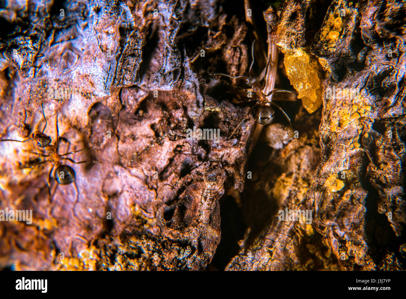 Red Wood Ant on a pine tree Stock Photo - Alamy