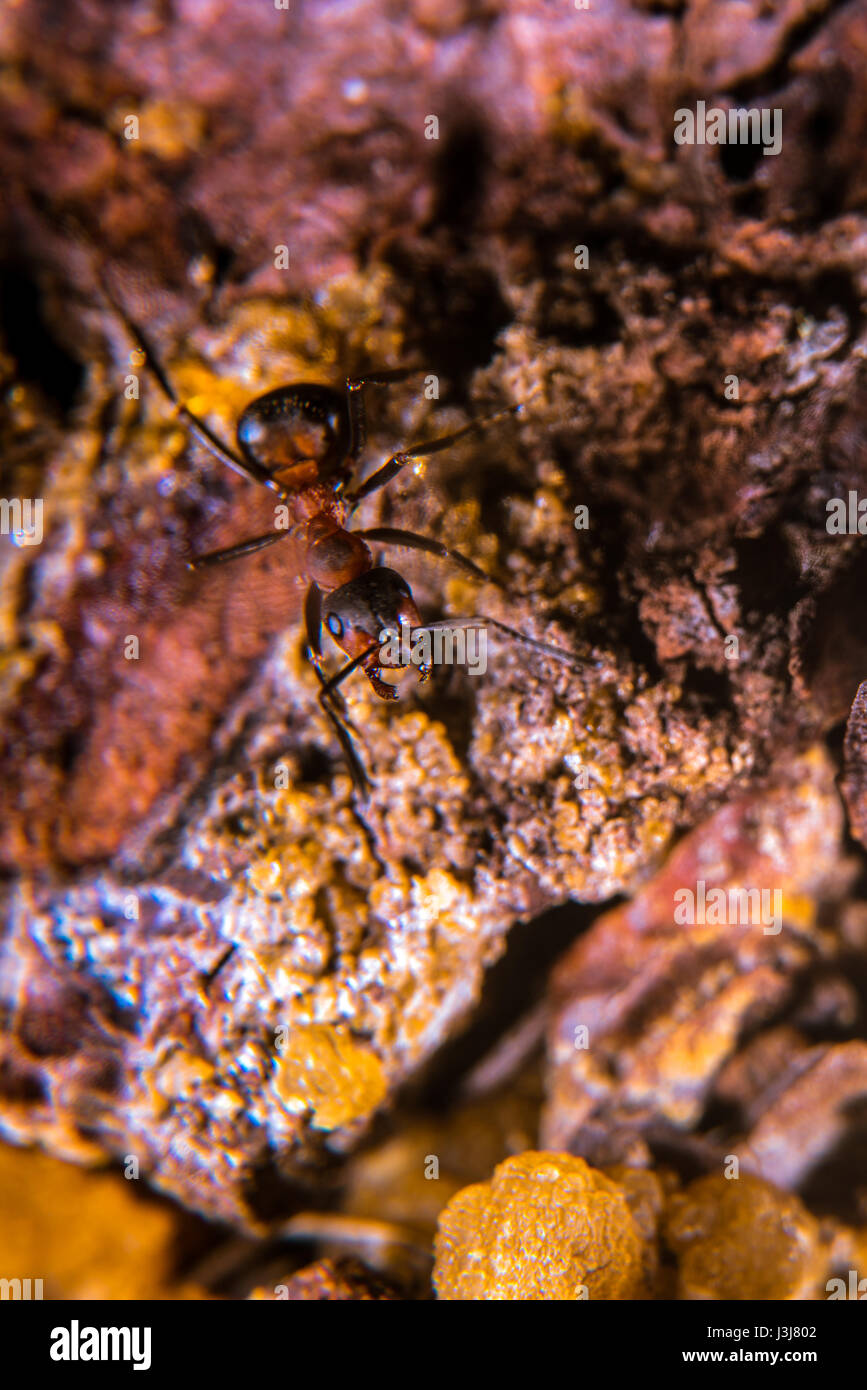 Red Wood Ant on a pine tree Stock Photo - Alamy