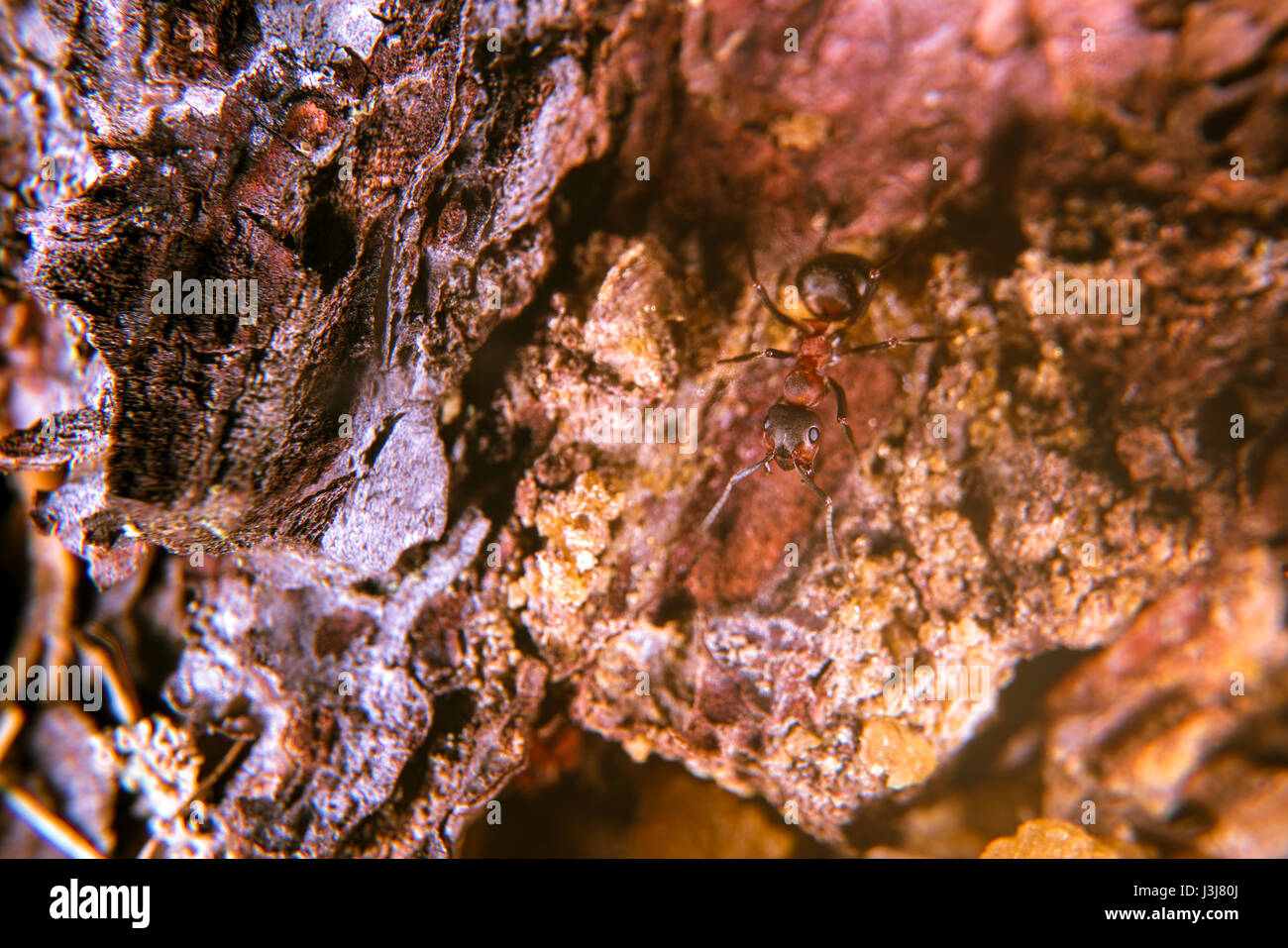Red Wood Ant on a pine tree Stock Photo - Alamy