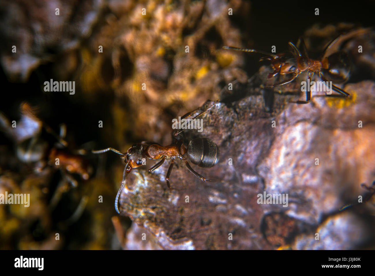 Red Wood Ant on a pine tree Stock Photo - Alamy