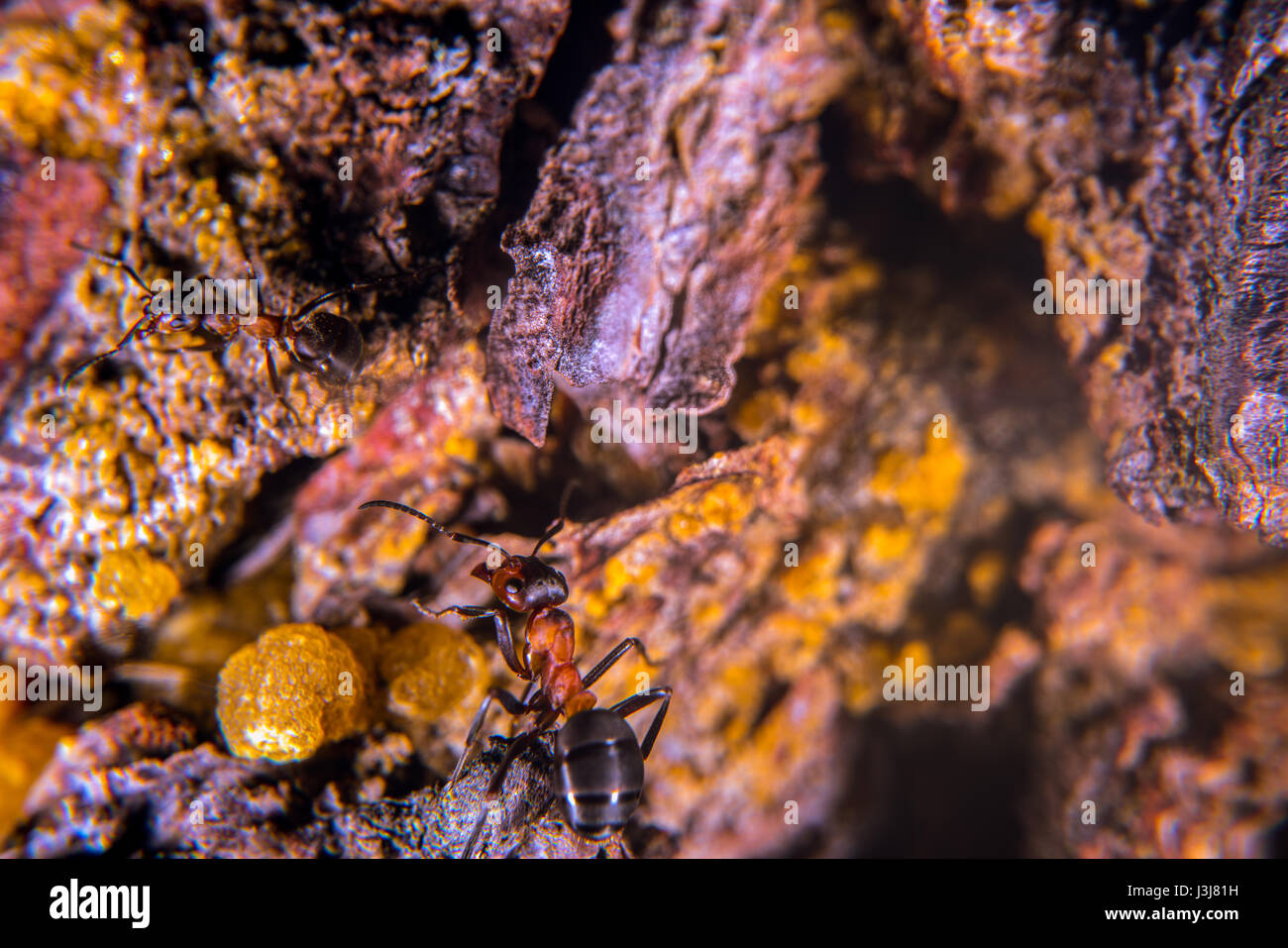 Red Wood Ant on a pine tree Stock Photo - Alamy