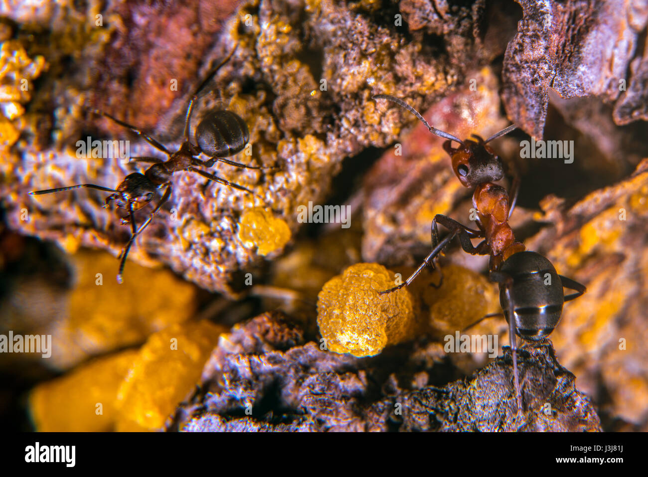 Red Wood Ant on a pine tree Stock Photo - Alamy