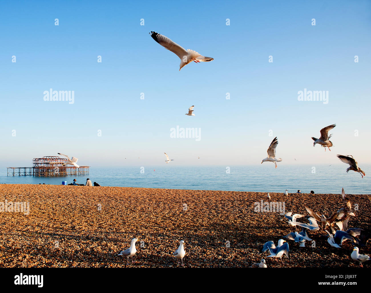 A flock of seagulls flies over Brighton beach on the south coast of ...