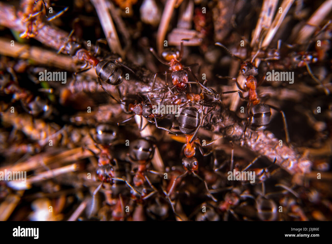 Cial insects hi-res stock photography and images - Alamy