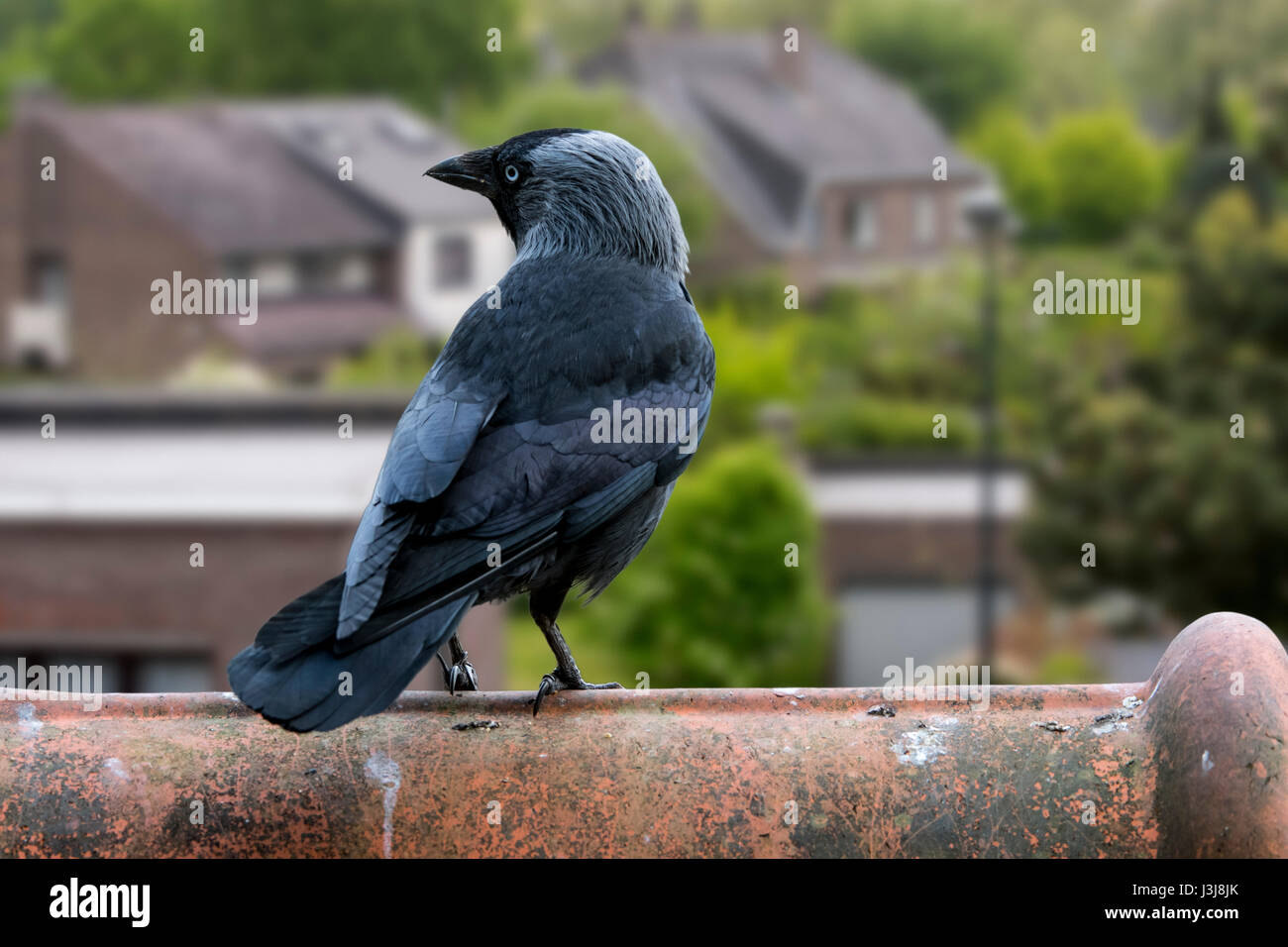 Western jackdaw / European jackdaw (Corvus monedula / Coloeus monedula ...