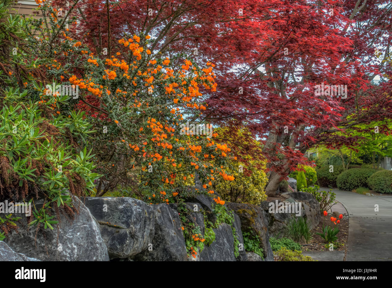 A view of Spring flowers in West Seattle, Washington. HDR image Stock ...