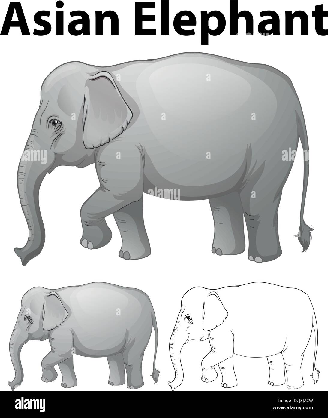 Asian elephant Stock Vector Images - Alamy