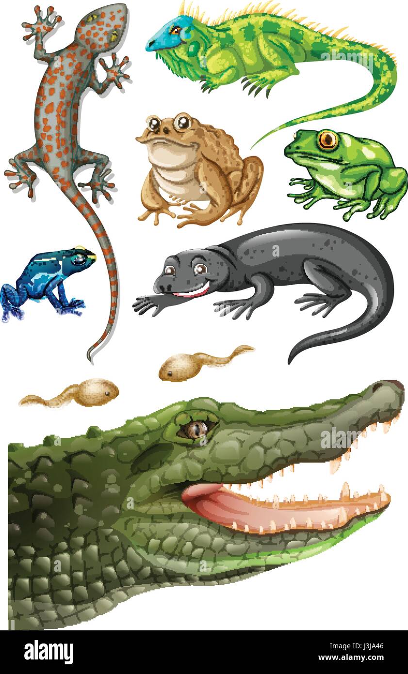 Types Of Reptiles