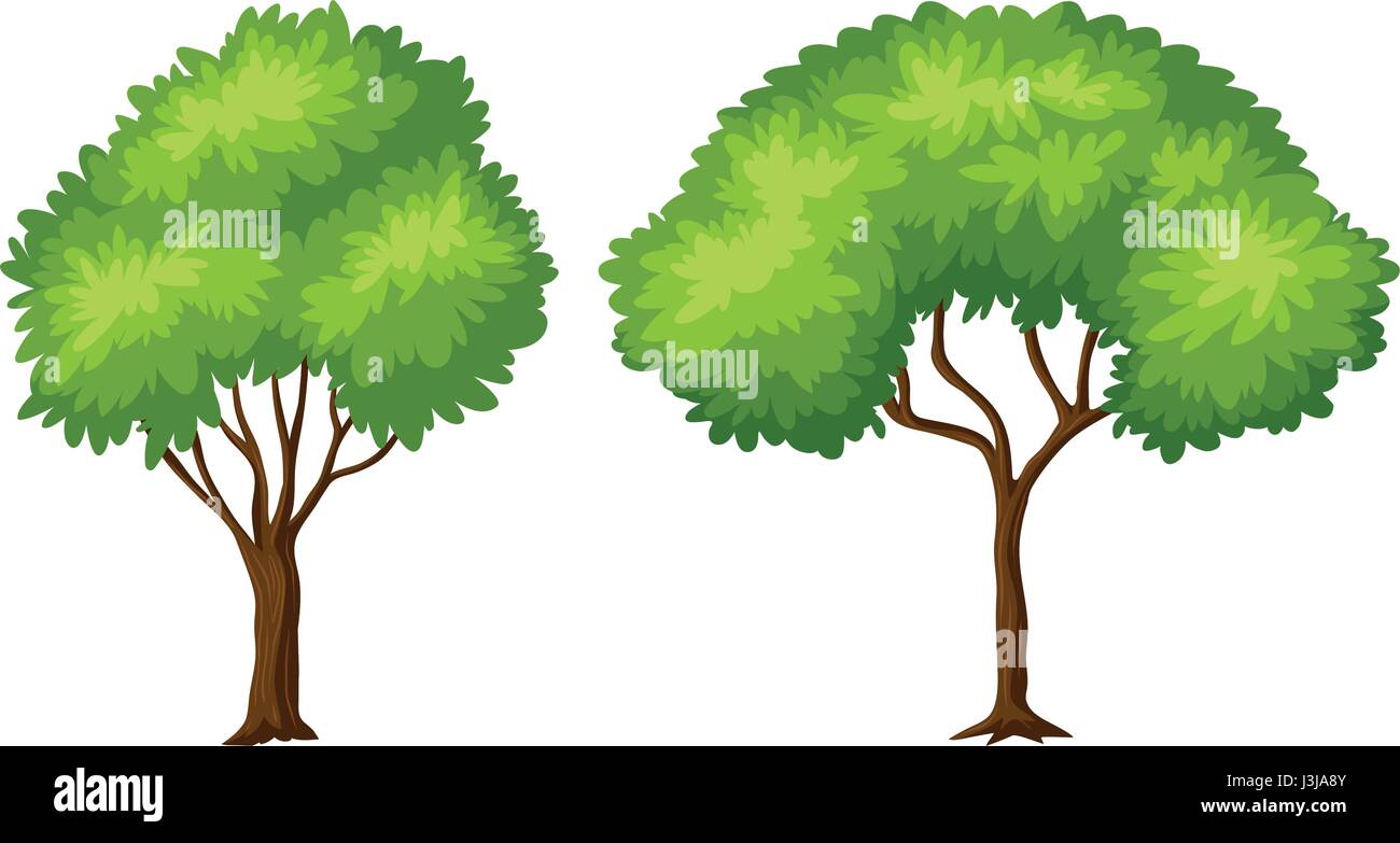 Two different shapes of tree illustration Stock Vector Image & Art - Alamy