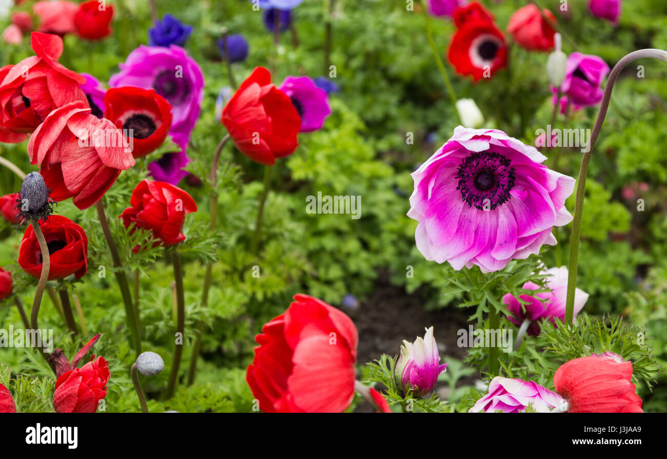 Bright and colorful mix colors of these poopies Stock Photo - Alamy
