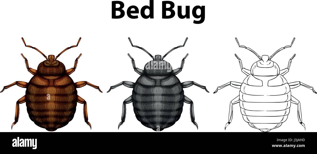 Bed bug in three sketches illustration Stock Vector Image & Art - Alamy