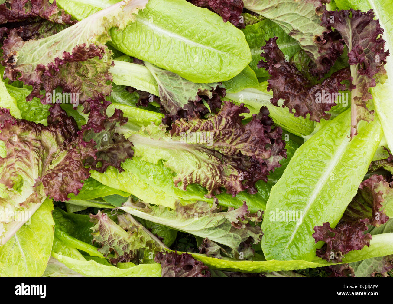 Lettice hi-res stock photography and images - Alamy