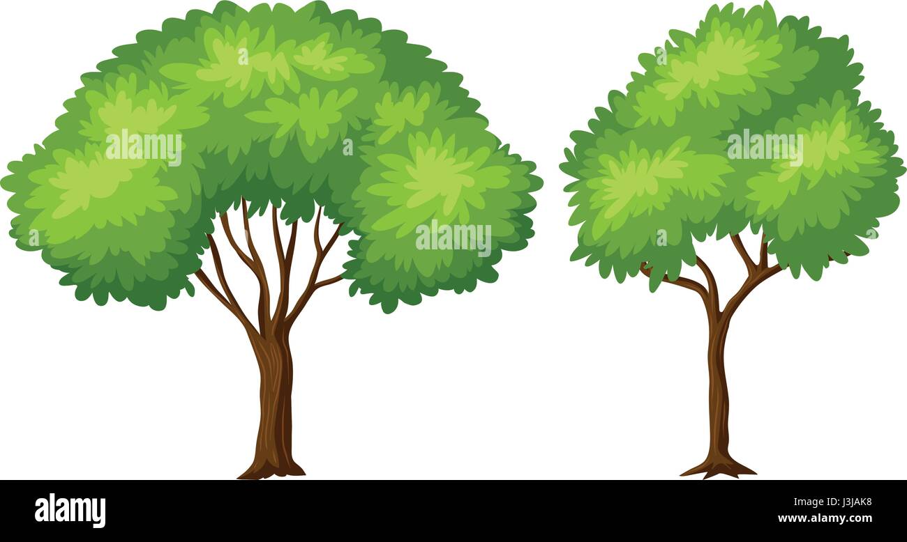 Two sizes of green tree illustration Stock Vector Image & Art - Alamy