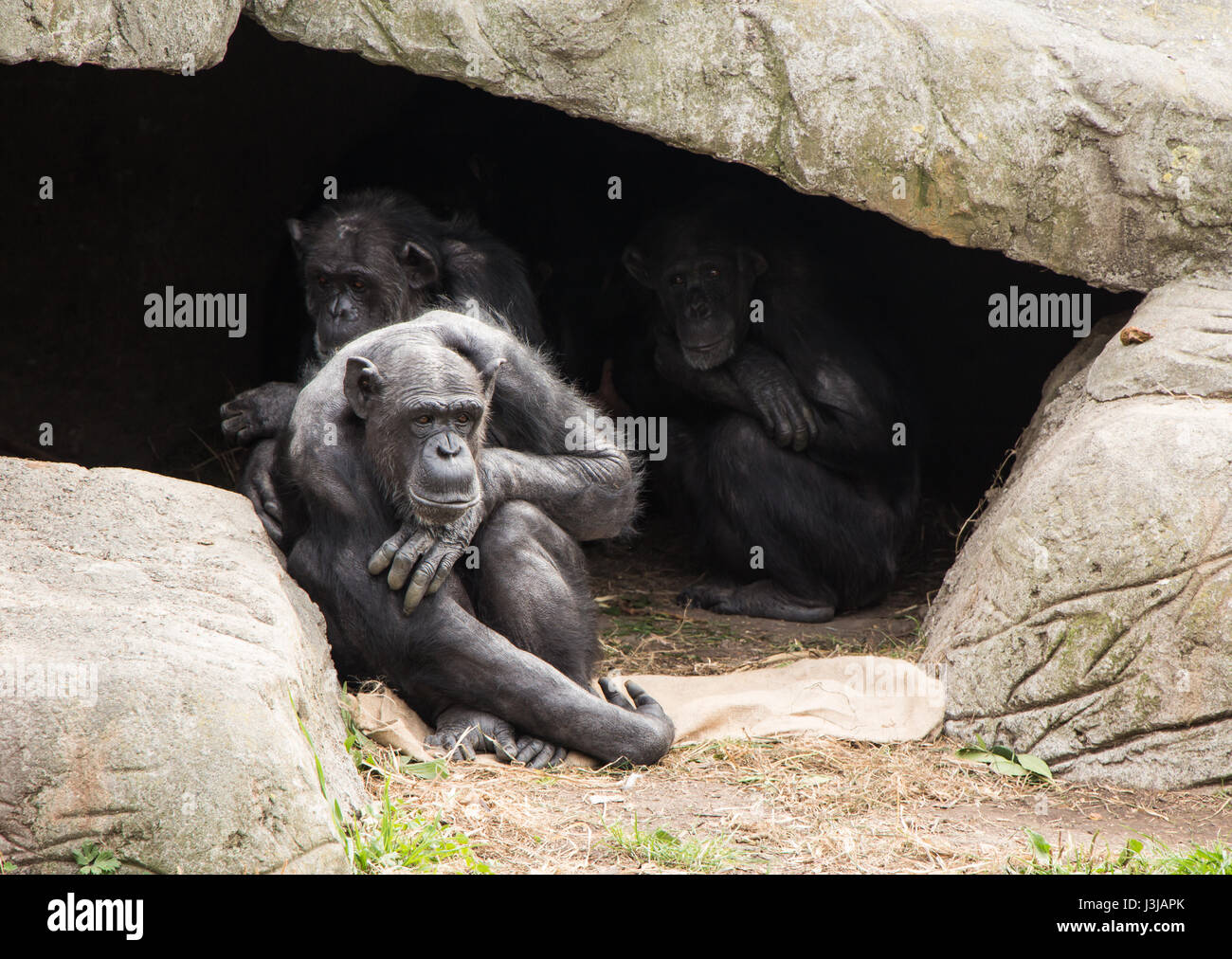 Family group of monkey in their cave Stock Photo - Alamy