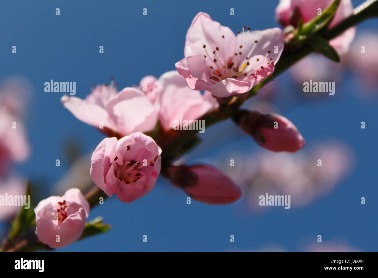 In open air garden hi-res stock photography and images - Alamy