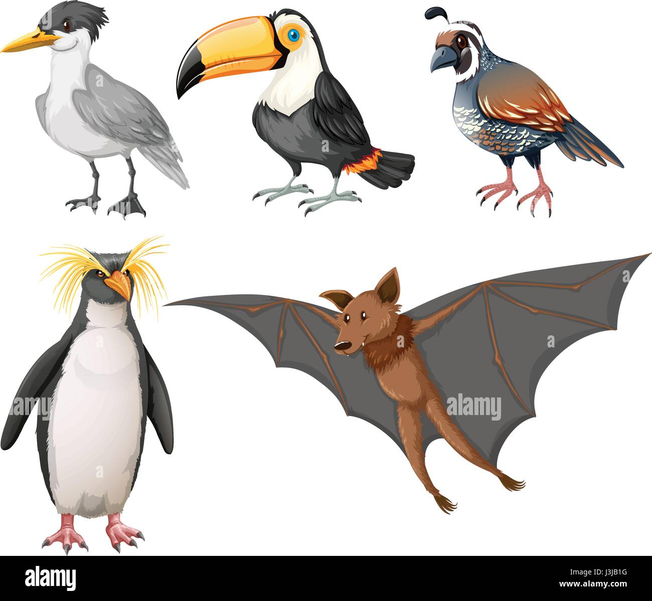 Different types of wild birds illustration Stock Vector Image & Art - Alamy