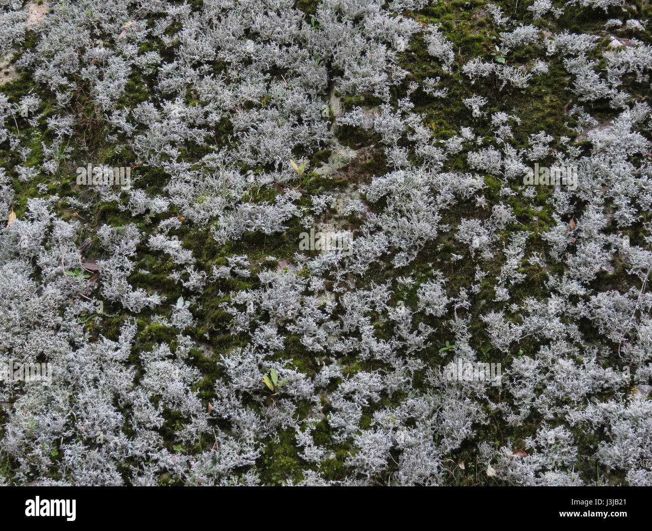 Nice texture hi-res stock photography and images - Alamy